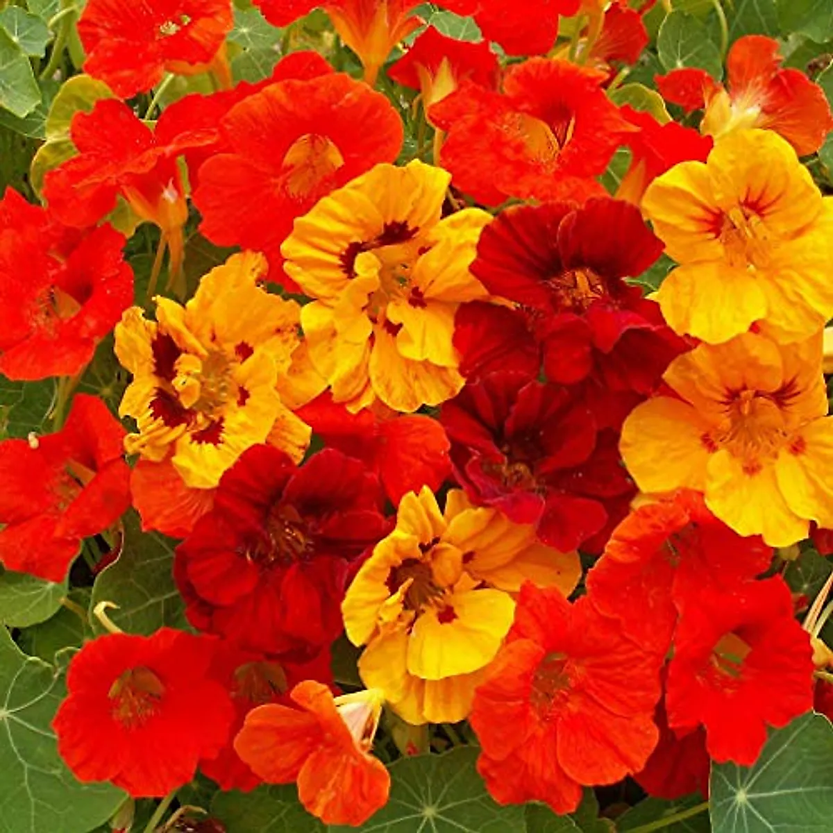 Outsidepride Tropaeolum Nasturtium Flower Seed Mix Climbing Flowering, Dwarf - 1/4 LB