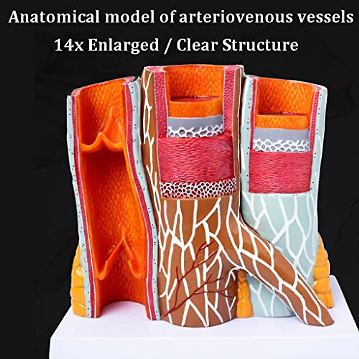 Removerable Teaching Model Human Blood Vessels Model 14 X Enlarged Anatomy Model Arteriovenous Cardiovascular Model Medical Teaching Anatomy