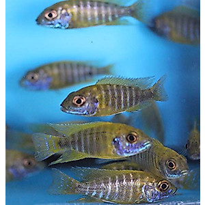 Family of (5) African Cichlids 2" Live Tropical Fish Assorted Alonocara Peacock Cichlid Fish