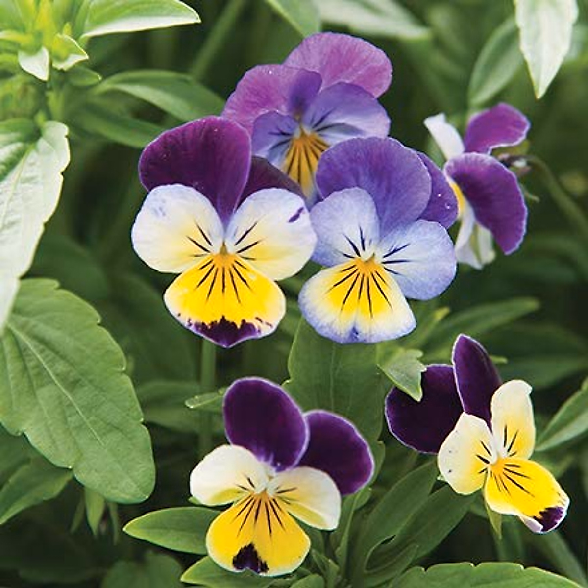 Helen Mount Johnny Jump Up Viola Flower Seeds, 500+ Seeds Per Packet, (Isla's Garden Seeds), Non GMO & Heirloom Seeds, Botanical Name: Viola cornuta, Viola Tricolor, Great Home Garden Gift