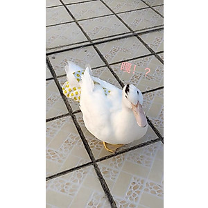 HEZHUO Duck Diapers, Chicken Diapers, Special Diapers for Poultry, Chicken, Duck and Goose Waterproof, Adjustable, Washable and Reusable Diapers (0.2kg-o.25kg)