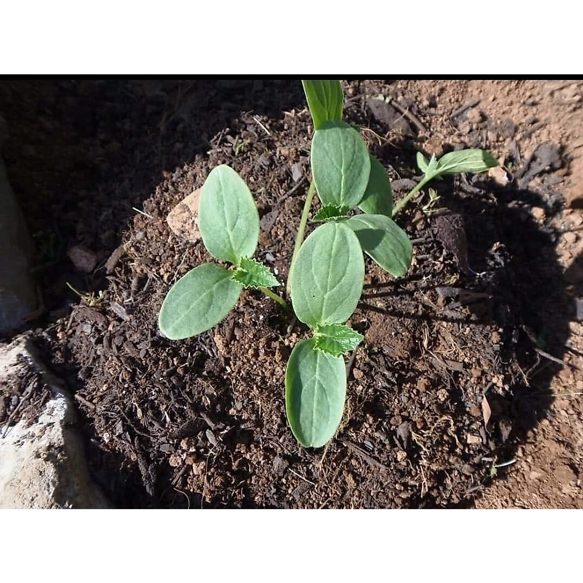 TomorrowSeeds - Tendergreen Burpless Cucumber Seeds - 30+ Count Packet - for 2024 English Cucumbers European Seedless Hothouse Pickle