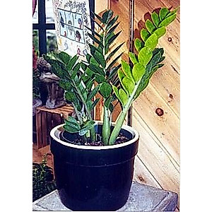 Hirt's Gardens Zamioculcas zamiifolia Hardy House Plant - 6" Pot