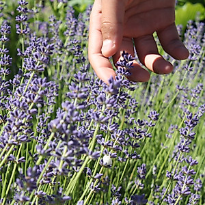 The Old Farmer's Almanac Heirloom Lavender Seeds (Common English) - Approx 360 Seeds - Non-GMO, Open Pollinated
