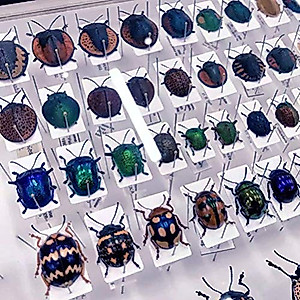 balacoo Specimen Box Insect Display Case Display Shadow Box Frame Entomology Supplies for Insect Butterfly Specimen Display Collages Collections