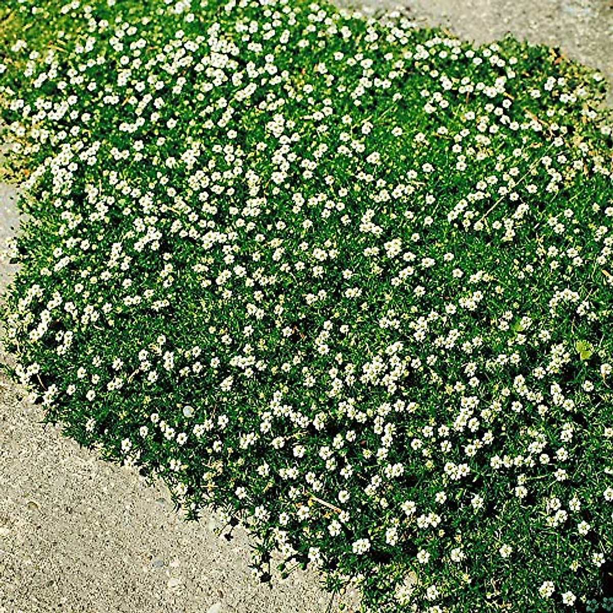 Outsidepride 5000 Seeds Perennial Irish Moss Low Growing, Mat Forming, Ground Cover Seeds for Planting
