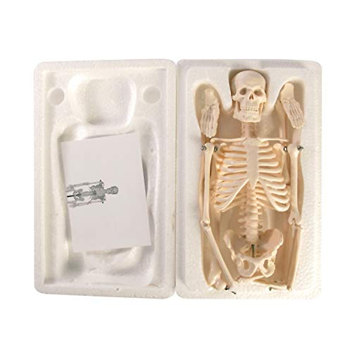 American Educational Skeleton Model, 17" Height