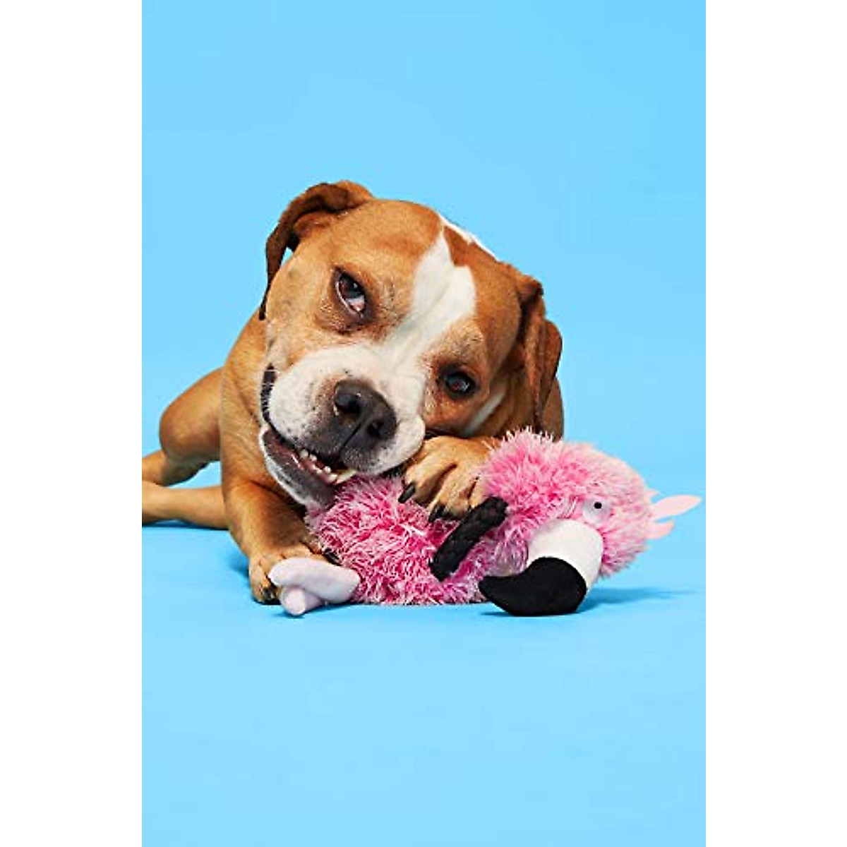 Barkbox Dog Rope Toys - Durable Tug Toys for Chewers, Puppy Teething, and Small, Medium, and Large Dogs | Bert of Paradise