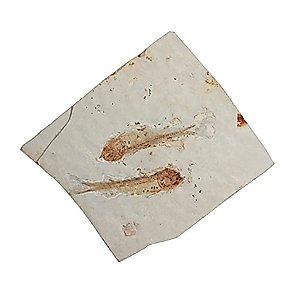 Comimark 1Pcs 150 Million Years Ago Genuine Bony Fosslien Lycoptera Real Fossil Fish China