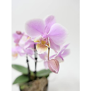 Athena's Garden's 3" Double Spike Phalaenopsis, Pink Blooms and Color-Assorted