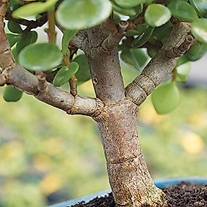 Brussel's Bonsai Live Dwarf Jade Bonsai Tree, Indoor - Medium, 4 Years Old, 8 to 12 Inches Tall - Jade Tree in Grower Bonsai Pot