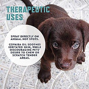 Rocco & Roxie No Chew Spray for Dogs, More Yuck Than Bitter Apple, Dog Training & Behavior Aids to Stop Chewing, Best Alcohol-Free Anti Chew, Puppy Deterrent Formula for Puppies and Cats