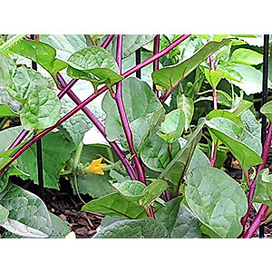 30+ Malabar Red Stem Spinach Seeds Herb Heirloom Non-GMO Phooi Leaf, Red Vine, Alugbati, Vietnamese,from USA