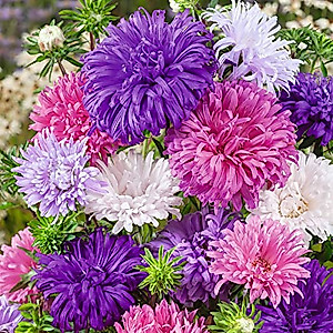 China Aster Seeds - Ostrich Feather Mix - Packet - Pink/Purple/White Flower Seeds, Open Pollinated Seed Attracts Bees, Attracts Butterflies, Attracts Pollinators, Easy to Grow & Maintain, Container