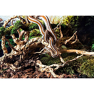 Galapagos (05319) Spider Wood, Natural, 12 - 24"