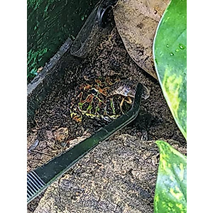 Josh's Frogs Stainless Steel Curved Reptile Feeding Tongs (12 inch)