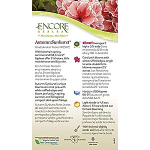 Encore Azalea Autumn Sunburst (3 Gallon) Coral Pink and White Flowering Plants - Full Sun Live Outdoor Plant Evergreen Rhododendron
