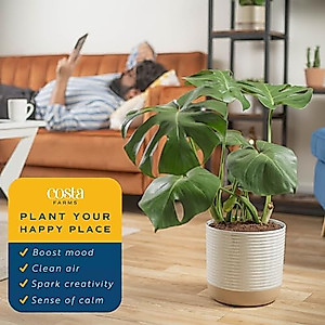 Costa Farms Monstera Swiss Cheese Plant, Live Indoor Plant, Easy to Grow Split Leaf Houseplant in Indoors Garden Plant Pot, Housewarming, Decoration for Home, Office, and Room Decor, 2-3 Feet Tall