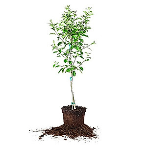 Perfect Plants Anna Apple Tree Live Plant, 4-5', Includes Care Guide