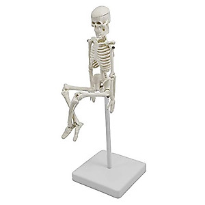Miniature Human Skeleton Model, 8" Tall - with Mount & Stand - Anatomical Model, Articulated, Flexible Joints - Eisco Labs