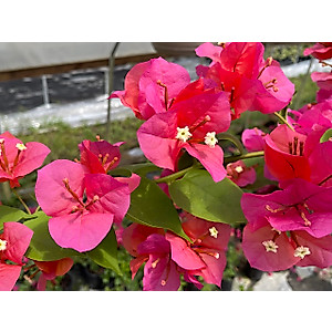 Live Plant Bougainvillea Vine Plant Assorted Colors 6" Pot with Trellis