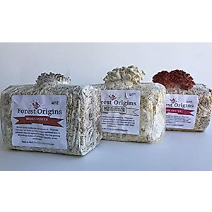 Forest Origins Specialty Trio Oyster Mushroom Grow Kit 3-Pack Variety - Beginner Friendly & Easy to Use, Grows in 10 Days | Handmade in California, USA | Top Gardening Gift, Holiday Gift & Unique Gift