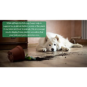 Succulents Plants Live Indoor Plants, Aloe Nobilis Plants Live Houseplants, Live Succulents Live Plants Indoor Succulent Plants, Indoor Plant Real Succulents Plants House Plants by Plants for Pets