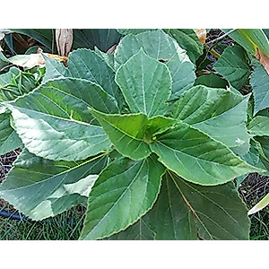 100 pcs Mix Hibiscus Luna Flower Seed Perennial Flower Garden Plant