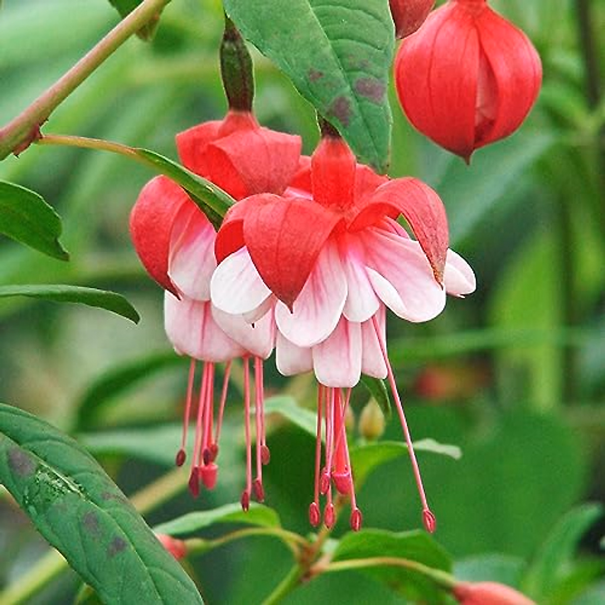CHUXAY GARDEN Red Pink Fuchsia Seed 200 Seeds Heirloom Showy Accent Plant Exotic Charm Pendulous Bloom Lovely Native Wildflower Perfect for Hanging Basket and Containers Decor Garden