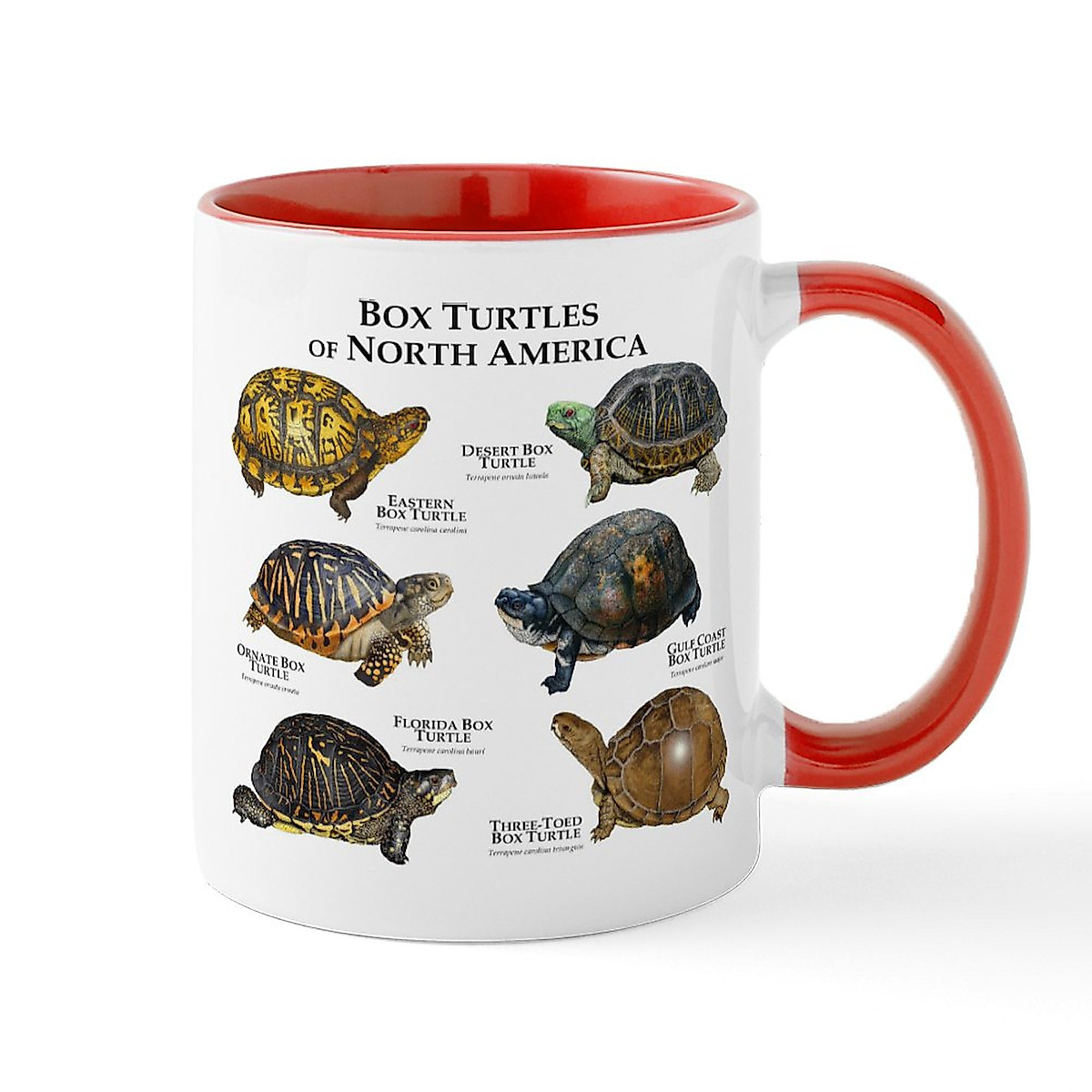 CafePress Box Turtles Of North America Mug Ceramic Coffee Mug, Tea Cup 11 oz