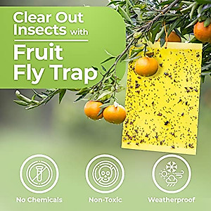 Fruit Fly Trap (20 Pack), Double-Sided Yellow Sticky Traps (Indoor & Outdoor), Fruit Fly Traps for Kitchen & Plants, Fruit Fly Killer - Sticky Gnat Trap Indoor Solution, Fungus Gnat Traps
