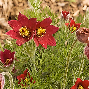 Outsidepride Anemone Pulsatilla Red Pasque Garden Flower Plant Seeds - 500 Seeds