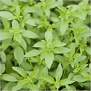 Seed Needs, Culinary Basil Herb Seed Packet Collection (8 Individual Basil Seed Varieties for Planting) Non-GMO & Untreated