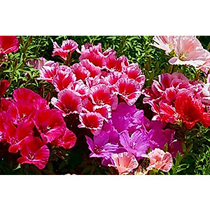 Seeds Satin Flower (Godetia) Mix Large Flower Indoor Garden Beautiful Flowers Annual for Planting Non GMO