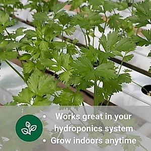 Sow Right Seeds - Hydroponic Herb Seeds for Planting - Basil, Thyme, Cilantro, Parsley, & Oregano Seeds for Planting and Growing a Hydroponic Garden Indoors - Perfect for Your Growing Tower or System