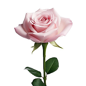 Pink Roses- Fresh Flowers- 50 Stems (OM)