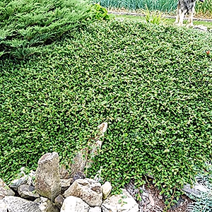 Horizontal Rockspray Cotoneaster Horizontalis Shrub 15 Seeds for Planting Non-GMO