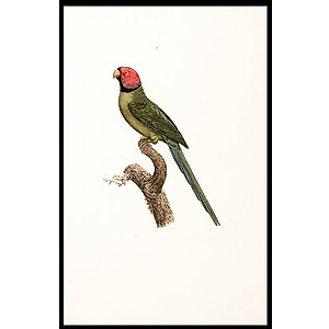 La Perruche ß collier noir [Blossom-headed Parakeet (Psittacula roseata)]