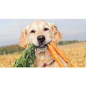 I LOVE MY PETS LLC Dog Bone Care - Dog Total PET Health - Premium Formula - Best Complex - Dog Skin Itch Relief Supplement - 2 Bottles (120 Treats)