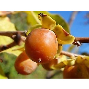 Date Plum Persimmon Fruit Tree, 30+ Tree Seeds, Exotic & Rare, 80% Germination, (Isla's Garden Seeds), Non GMO & Heirloom Seeds, Scientific Name: Diospyros Lotus