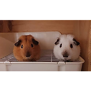 RANDOLPH Cavy Food Care 70 g. IMMUNOSTIMULANTS & Vitamin C Supplement Recovery & Booster Energy for Guinea Pig & Herbivores Small Pet, Probiotics Improved Digestion Best Prevent Healthy Rabbit Feed