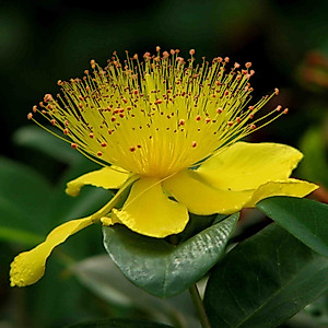 TKE Farms & Gardens - St. John's Wort Seeds for Planting, 250 mg, 2000 Heirloom Non-GMO Seeds, Packet Includes Instructions for Growing, Hypericum perforatum