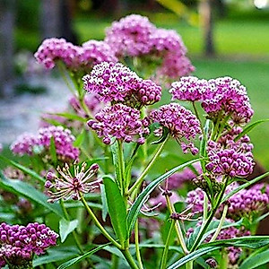 Swamp Milkweed Plant Live Pink Rose Milkweed Asclepias Incarnata Starter Plant Butterfly
