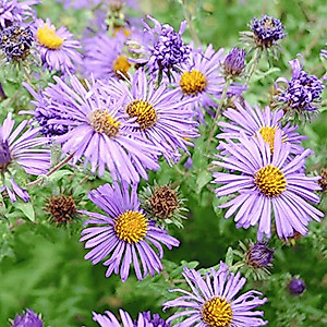 New England Aster Seeds Michaelmas Daisy Easy to Grow Long-Lived Perennial Attracts Pollinators Cut Flowers Deer & Rabbit Resistant Bed Border Potted Outdoor 100Pcs by YEGAOL Garden