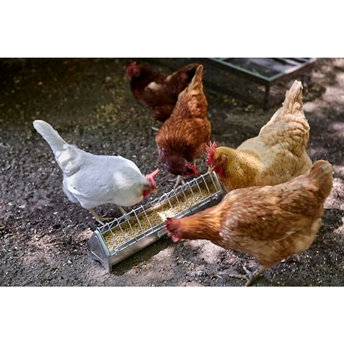 Little Giant® Metal Poultry Trough Feeder | Galvanized Steel Poultry Trough Feeder with Grate | 20"