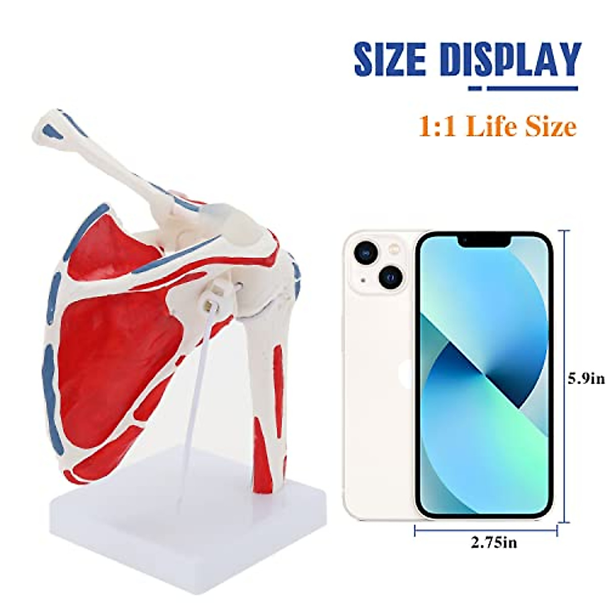 HINGONS Shoulder Joint Model with Muscle, Life Size Human Anatomical Shoulder Ligament Model for Patient Science Education and Anatomy Research (Includes a Base)