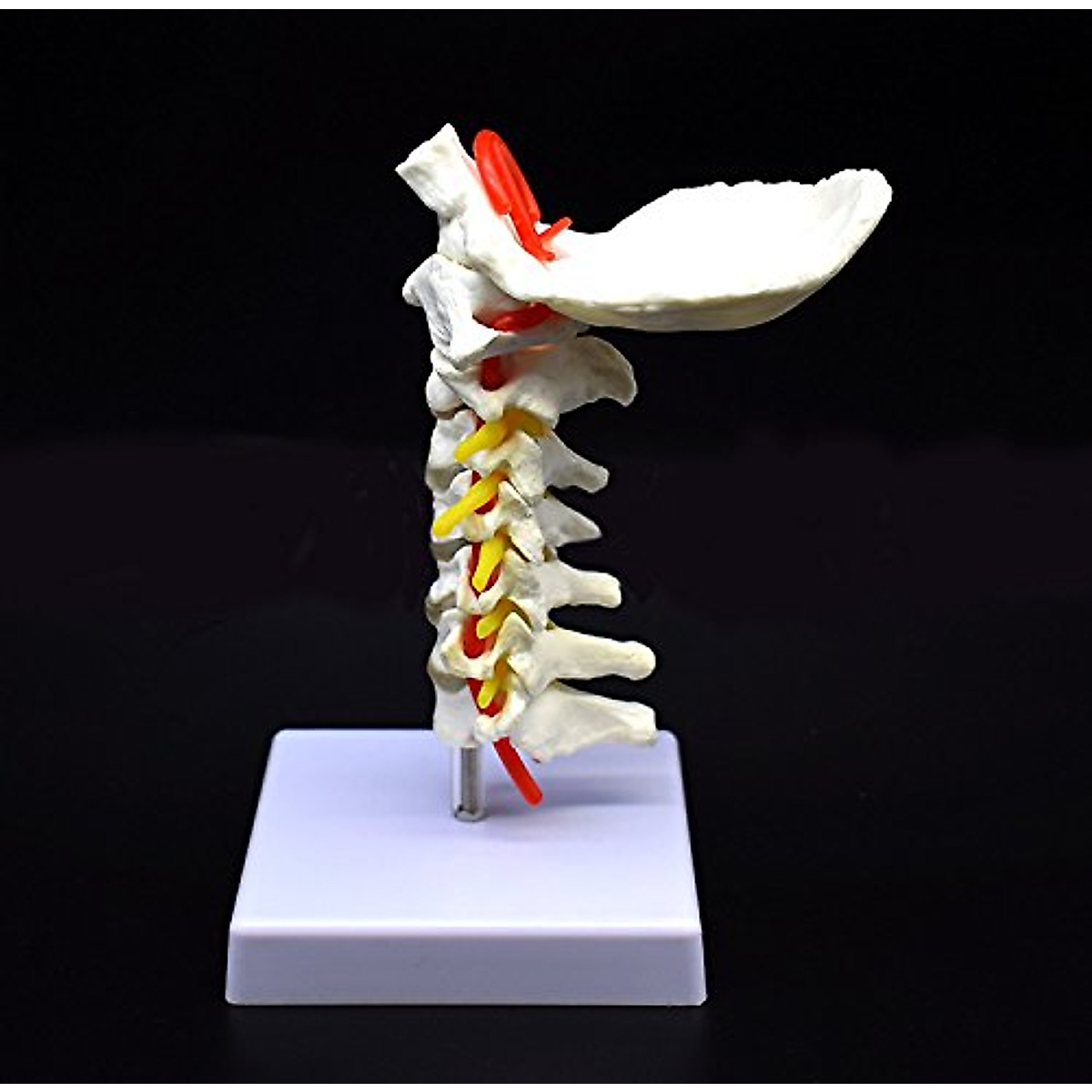 Cervical Vertebra Arteria Spine Spinal Nerves Anatomical Model Anatomy for Science Classroom Study Display Teaching Medical Model