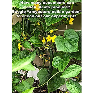 For 2024!Cucumber Seeds for Planting Vegetables and Fruits-Asian Suyo Long Cucumber Plant Seeds,Burpless Non GMO Garden Seeds Vegetable Seeds,Chinese Cucumber Seeds-11ct Veggie Seeds China Long Hybrid