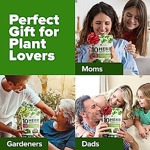 10 Culinary Herb Seeds - Non-GMO, Heirloom Seeds - 3000+ Seeds for Planting for Outdoor or Indoor Herb Garden, Basil, Cilantro, Parsley, Chives, Thyme, Oregano, Dill, Marjoram, Mint, Tarragon