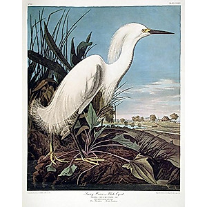 Snowy Heron or White Egret. From"The Birds of America" (Amsterdam Edition)